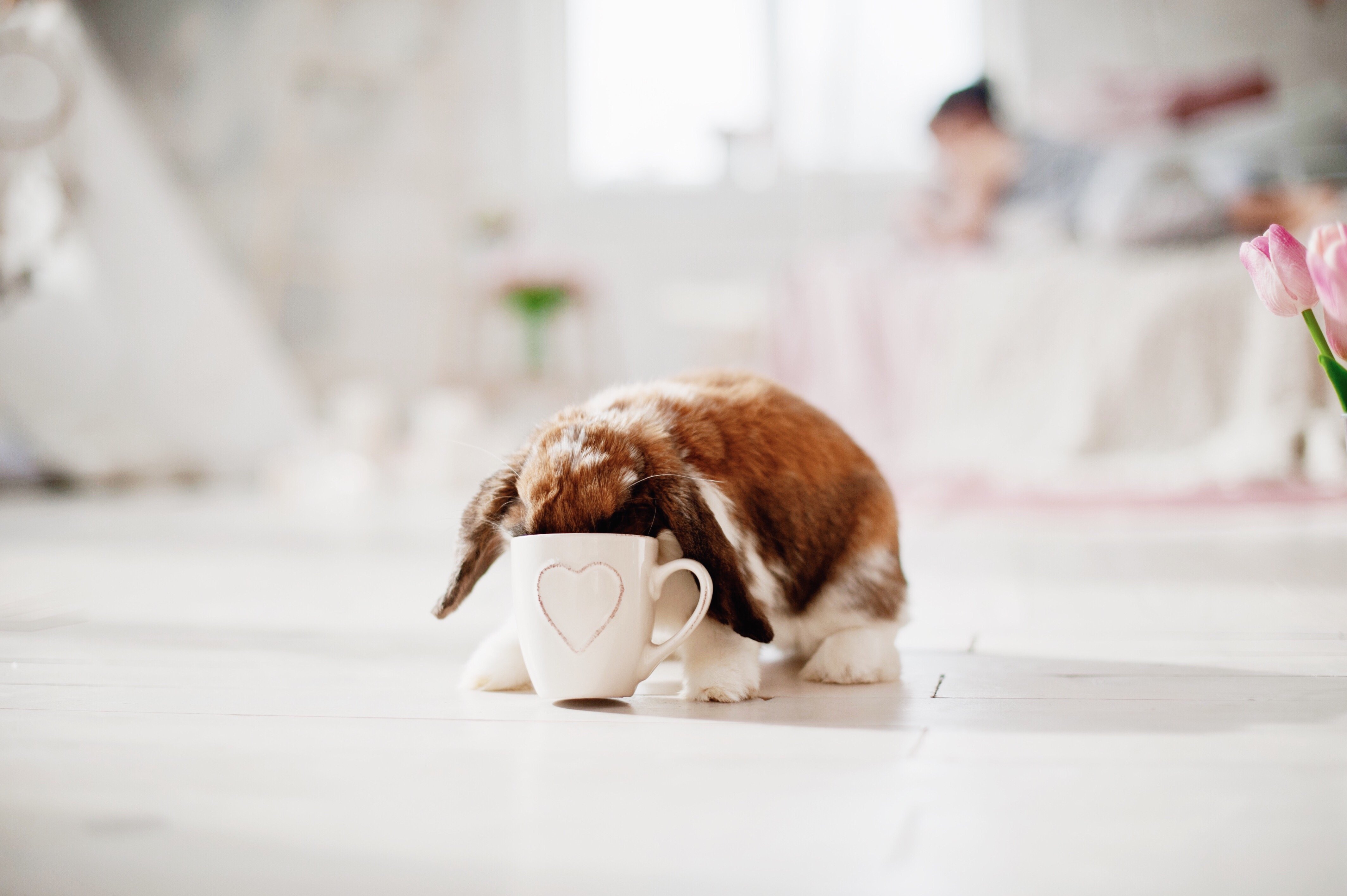 How to Get Leaping Bunny Certified (Cruelty-Free)